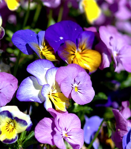 Hoe Viooltjes te Planten en Verzorgen: Uitleg + Tips